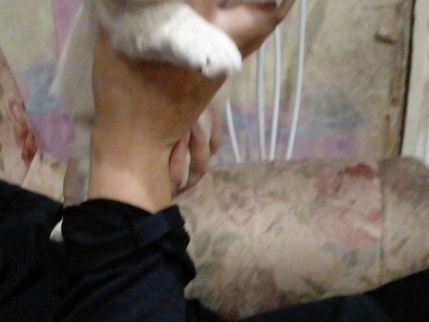 Щенки небольшой комнатной собачки