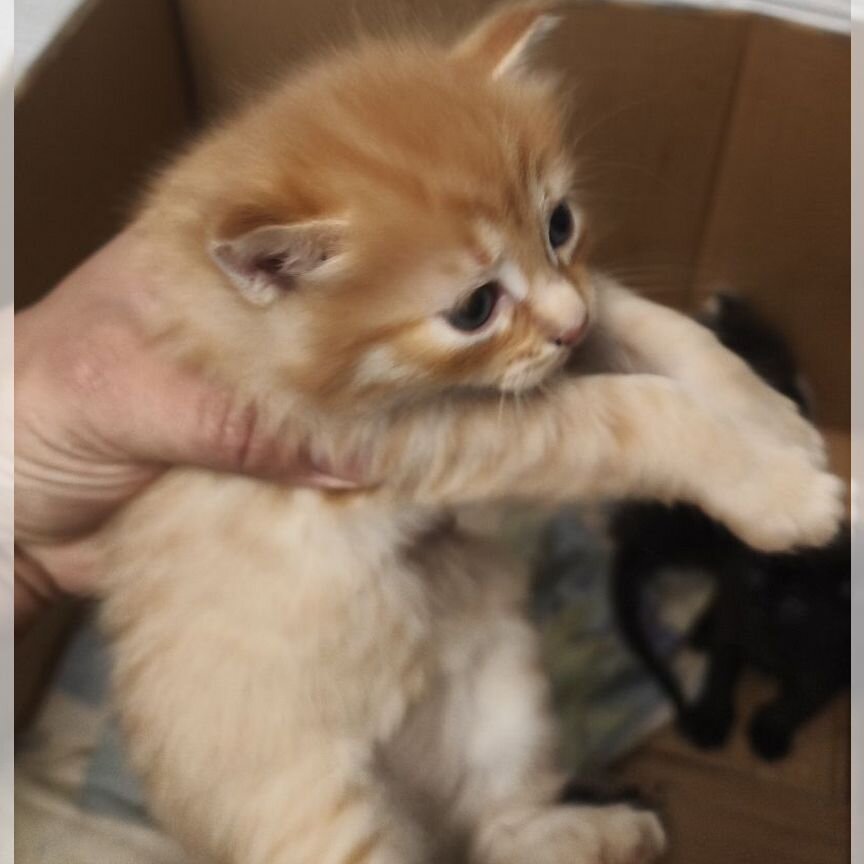 Котёнок в добрые руки
