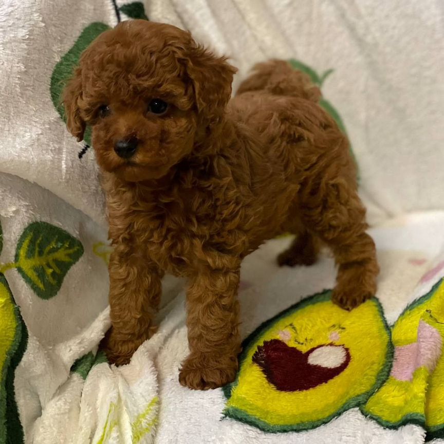 Мальтипу, щенок