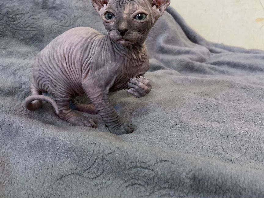 Котята сфинкс эльф