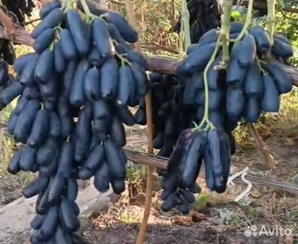 Черенки винограда сорта Аватар купить в Волгограде | Товары для дома и ...
