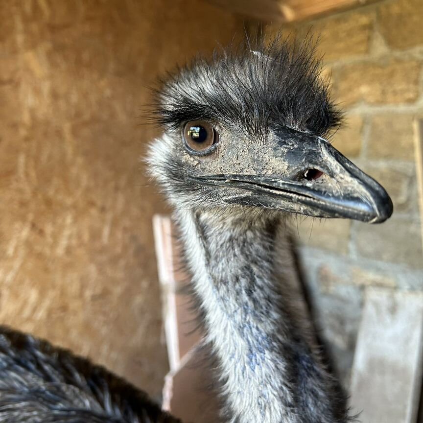 Страусы эму