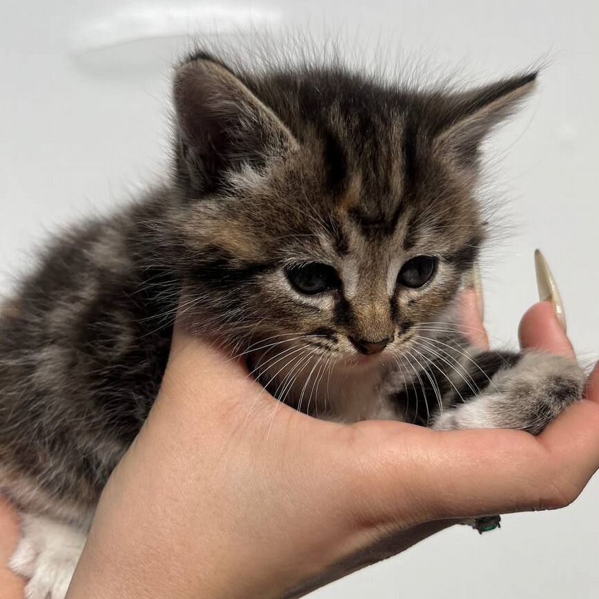 Сиамский котёнок
