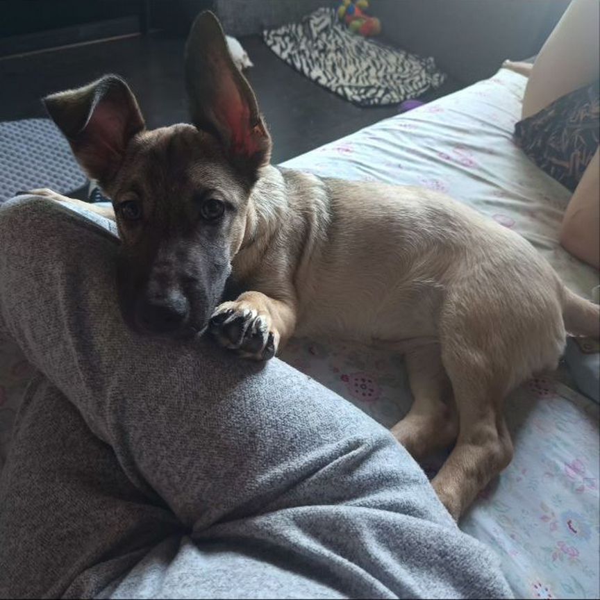 Отдам в добрые руки