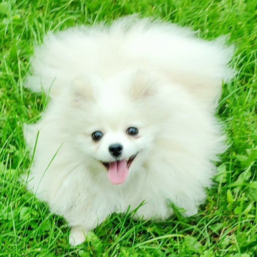 Померанский шпиц, взрослая собака