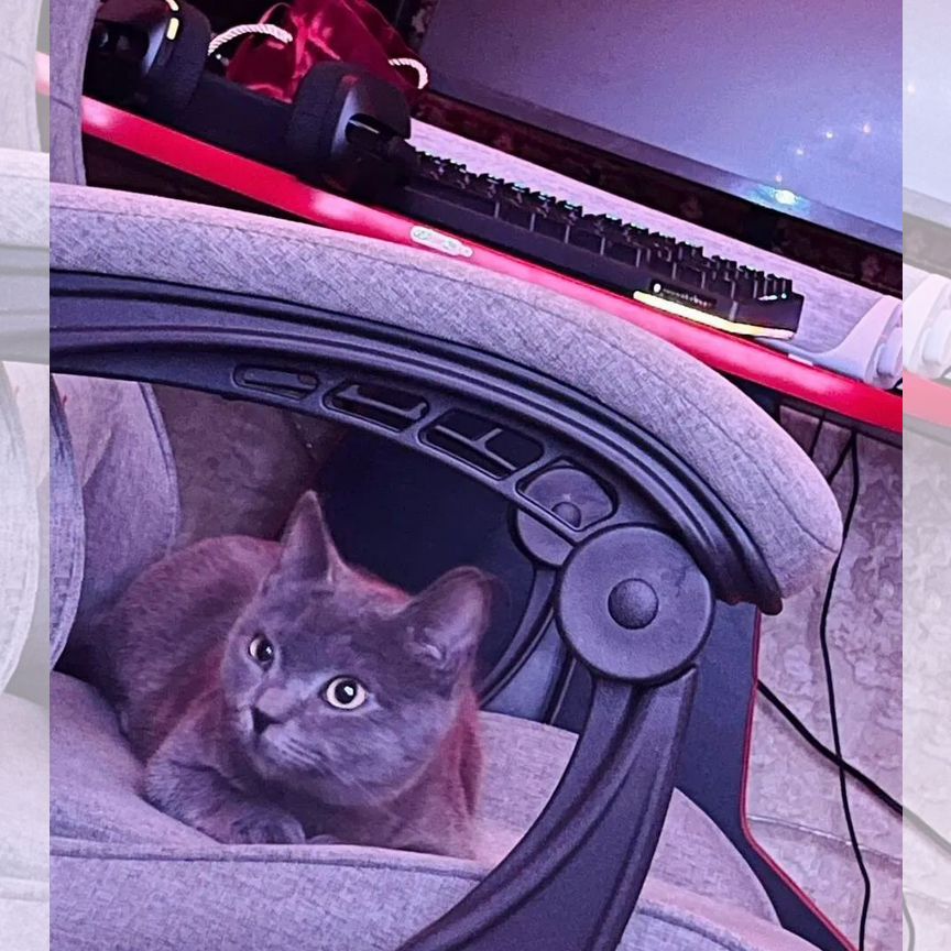 Котик в добрые руки