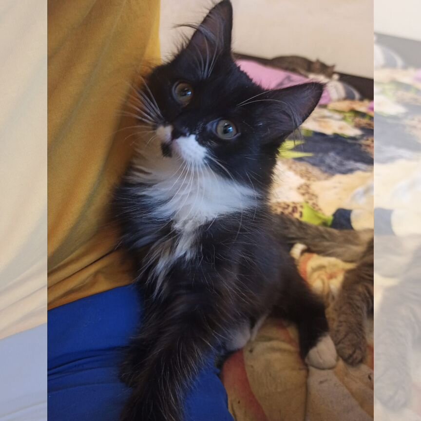 Котёнок девочка 2-3 месяца ищет дом