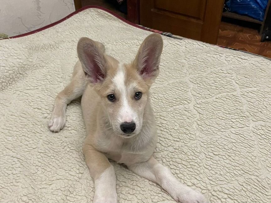 Собаки бесплатно в добрые руки