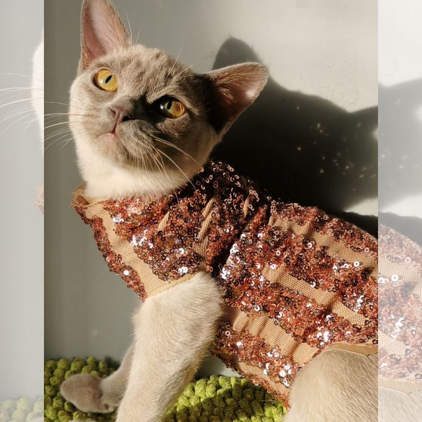 Европейский бурманский котёнок