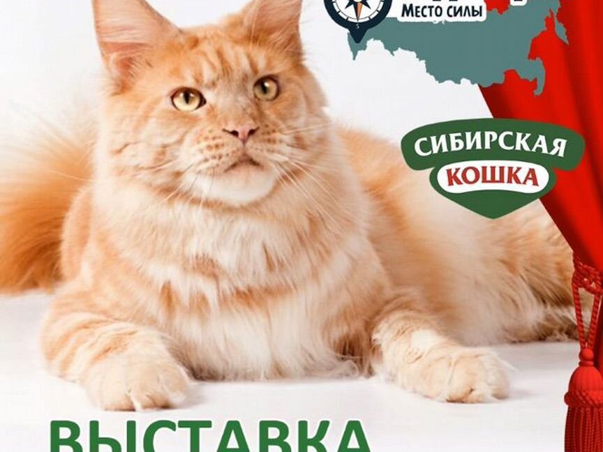 Кошки породистые, выставка