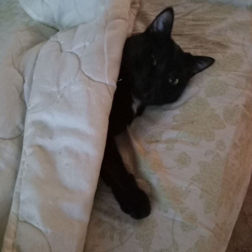 Отдам кота бесплатно