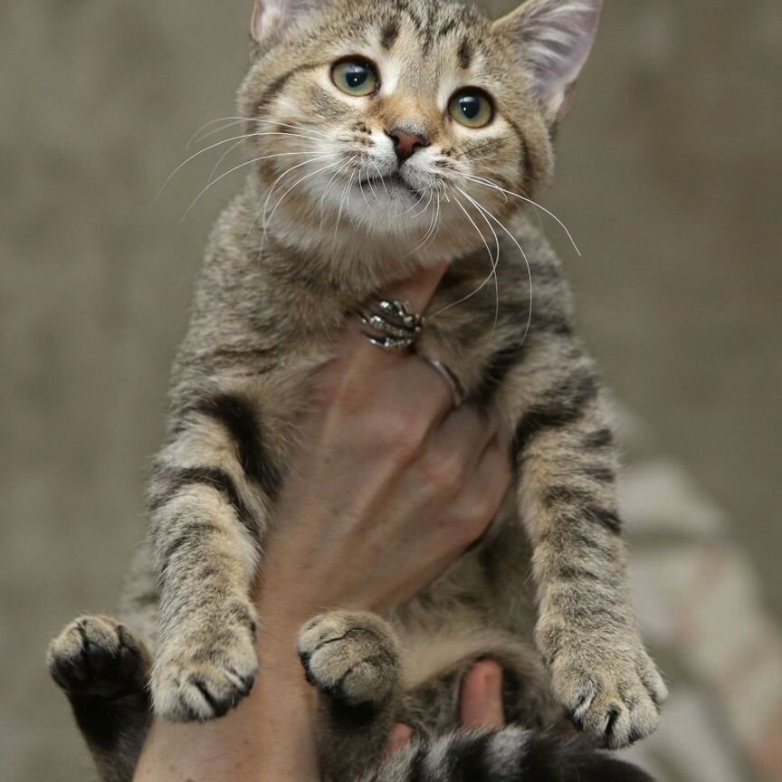 Котенок девочка 5 мес