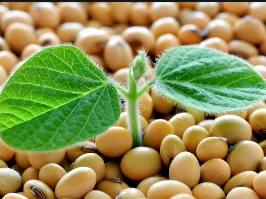 Соя на корм