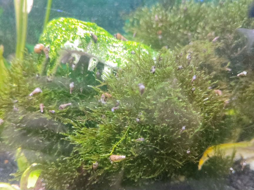 Улитки мелании для аквариума