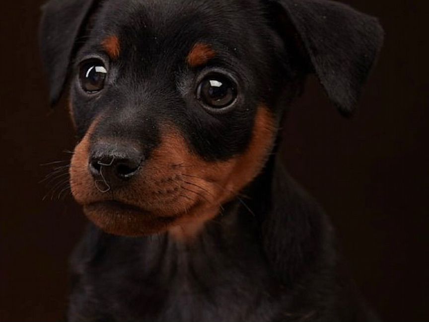 Цвергпинчер красавчик