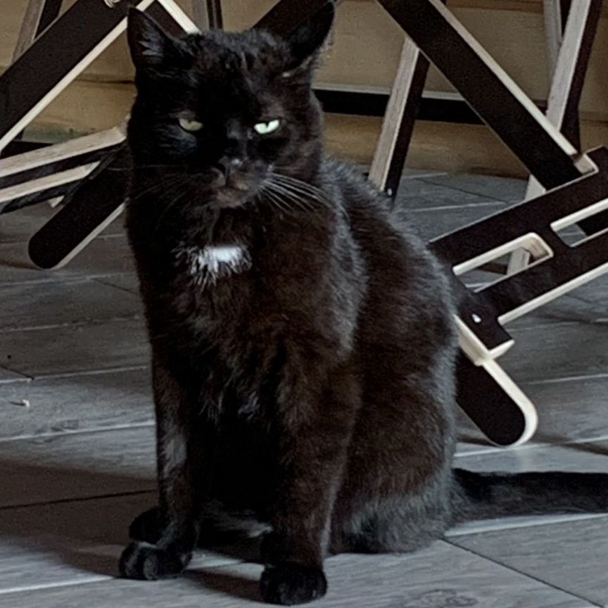 Кот
