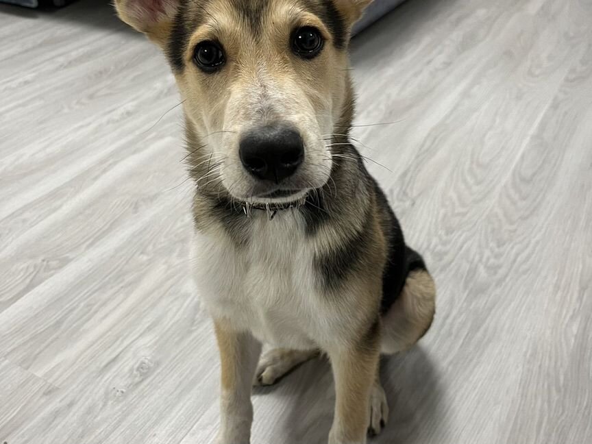 Милый ушастик ищет дом