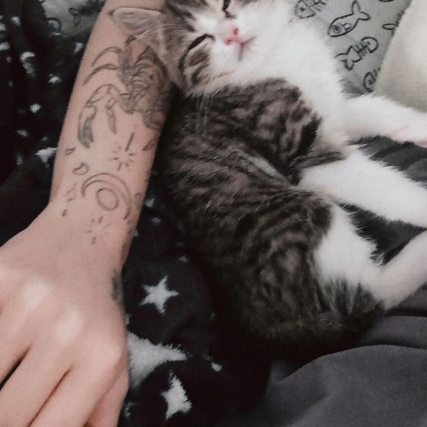 Котенок в добрые руки