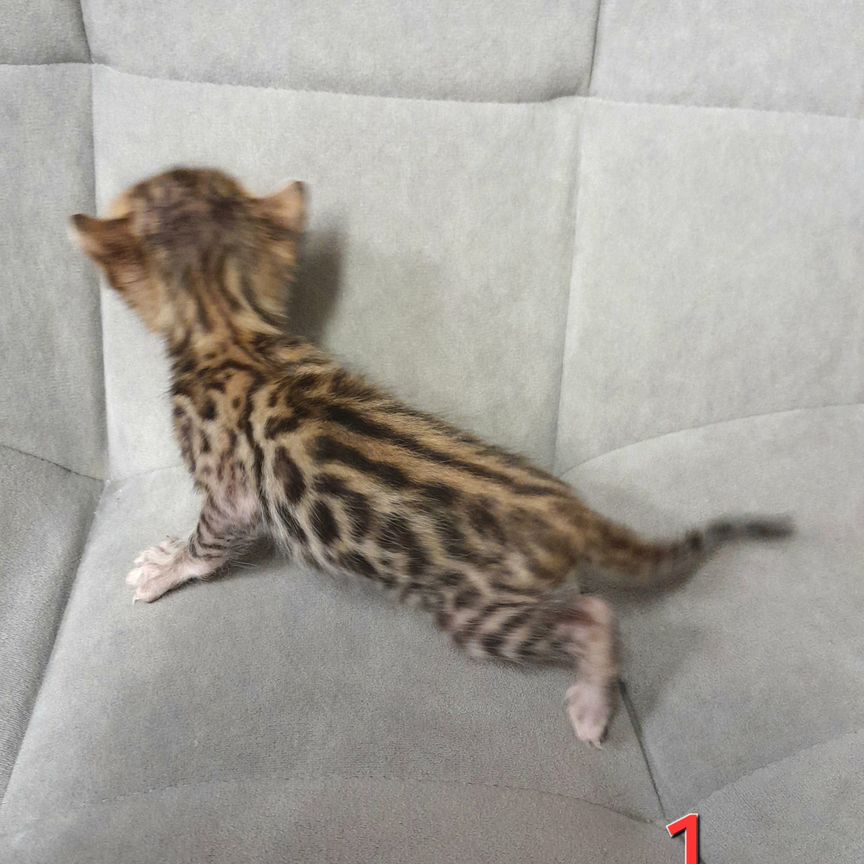 Бенгальские котята