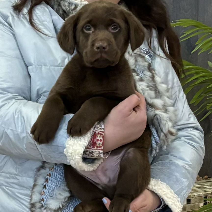 Шоколадный мальчик лабрадора