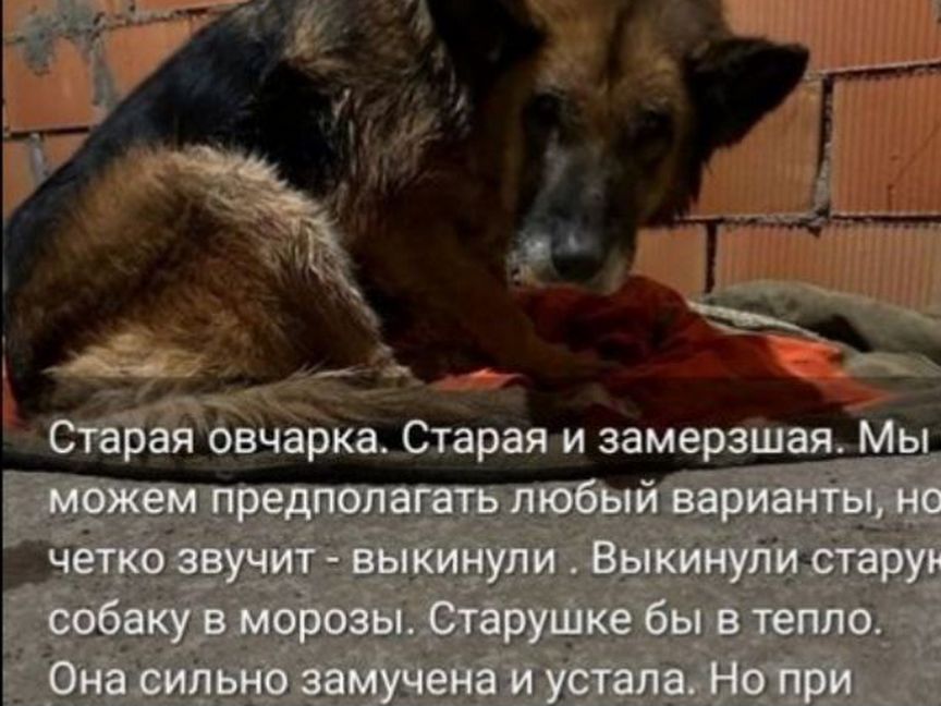 Собака. Помощь. Необходима