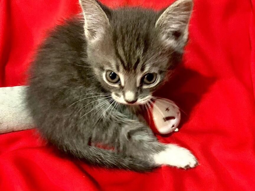 Котёнок ласковый в добрые руки