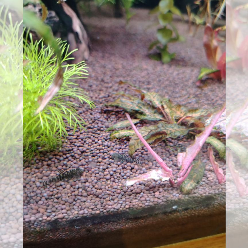 Севилья псевдоскат