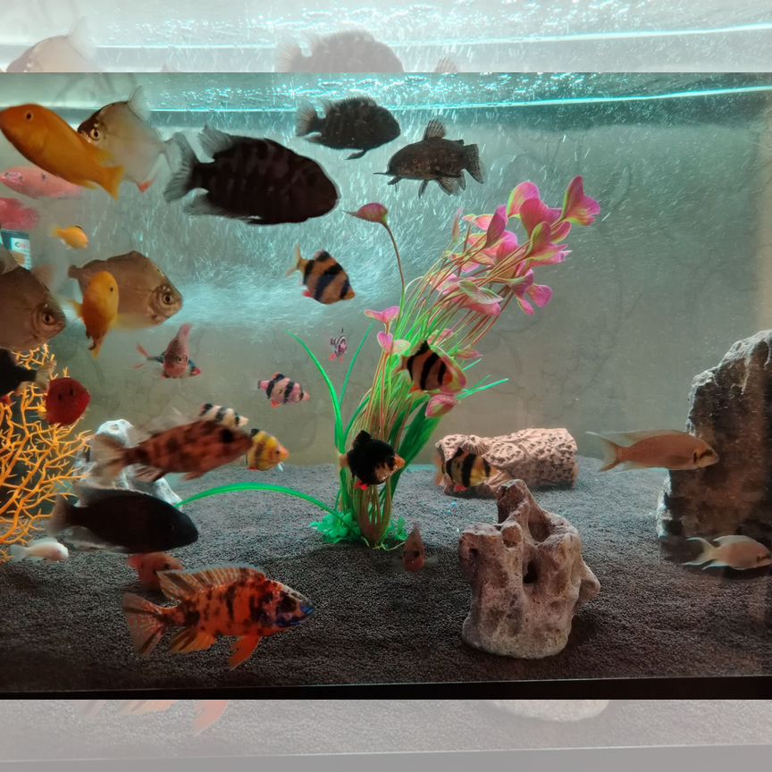 Барбусы (стайка)