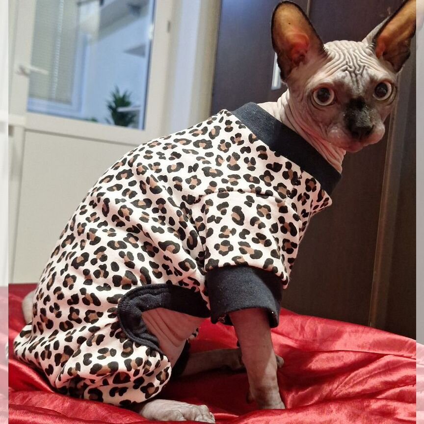 Донской сфинкс, взрослый кот