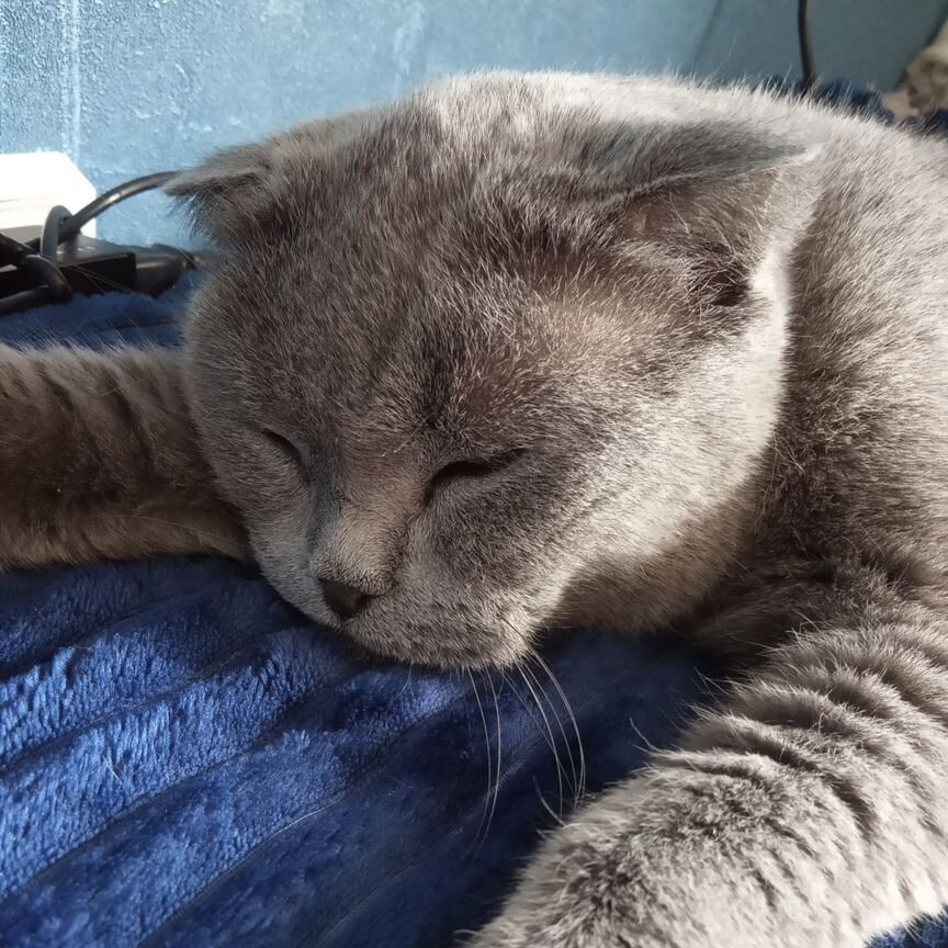 Отдаётся кошка заботливым людям