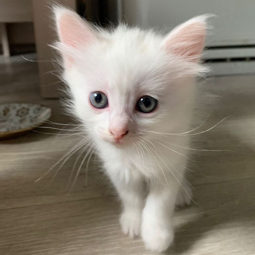 Котёнок в добрые руки