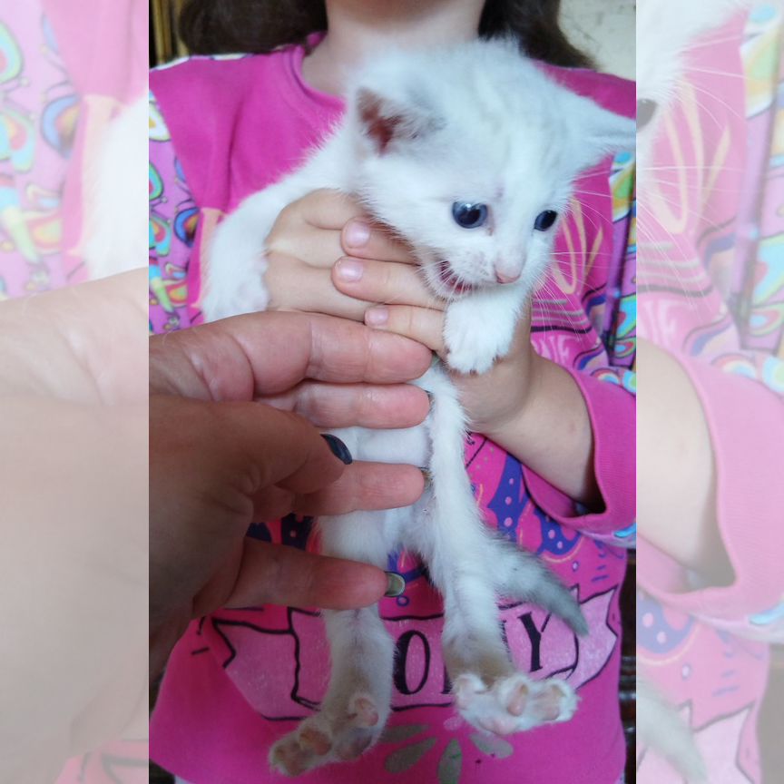Котята в добрые руки бесплатно