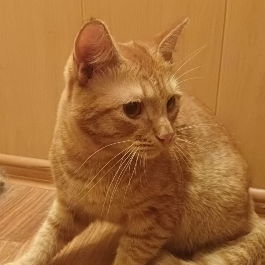 Котик в добрые руки