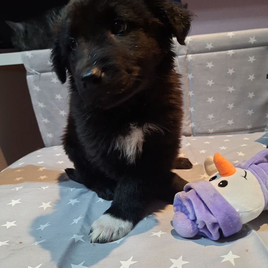 Само очарование щенок