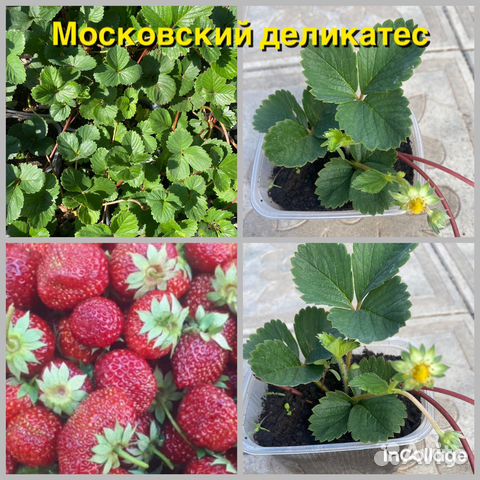 Рассада ремонтантной клубники купить в Оренбурге | Товары для дома и ...
