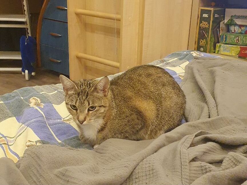 Кошка 2 года, дикая