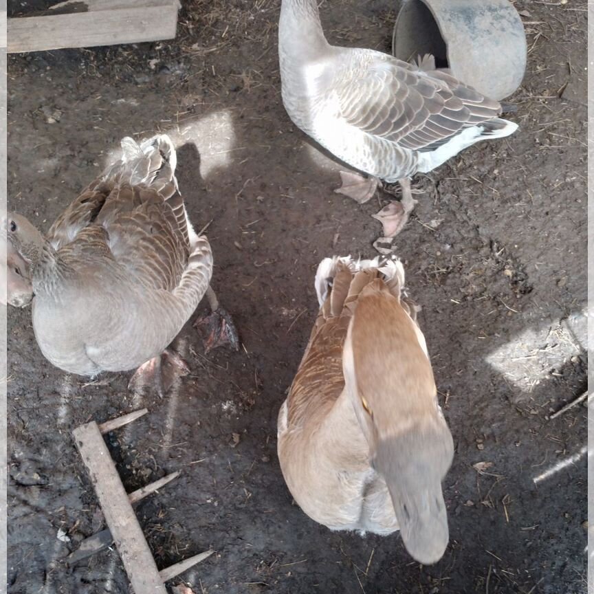 Продам гусей
