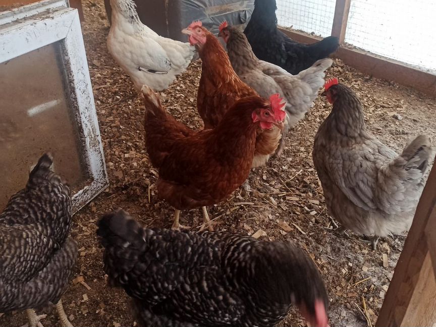 Куры несушки 11 месяцев