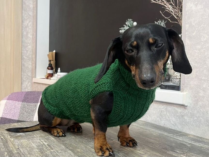 Свитер для Таксы