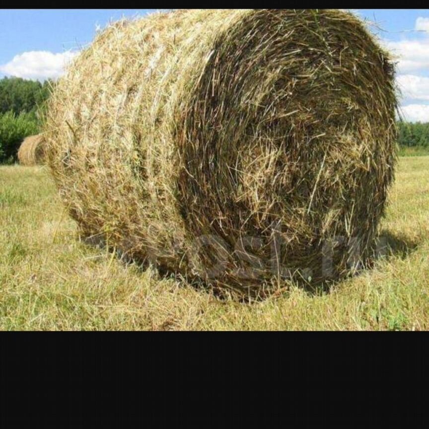 Продам сено в рулонах