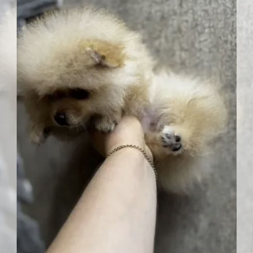 Померанский шпиц, щенок