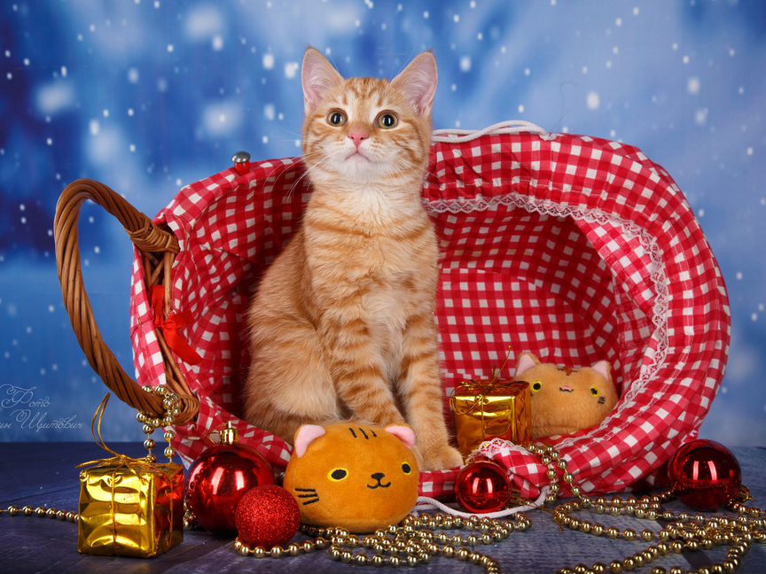 Котенок в добрые руки