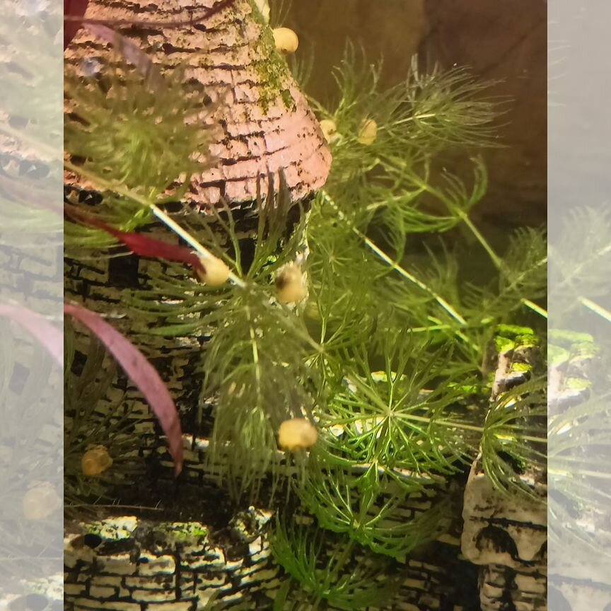 Улитки аквариумные ампулярии