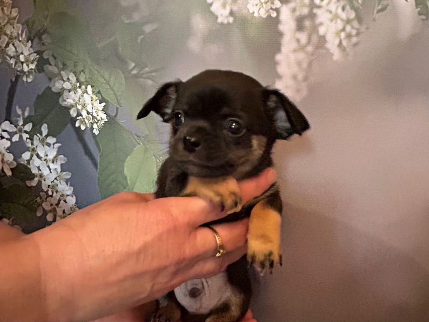 Чихуахуа щенок