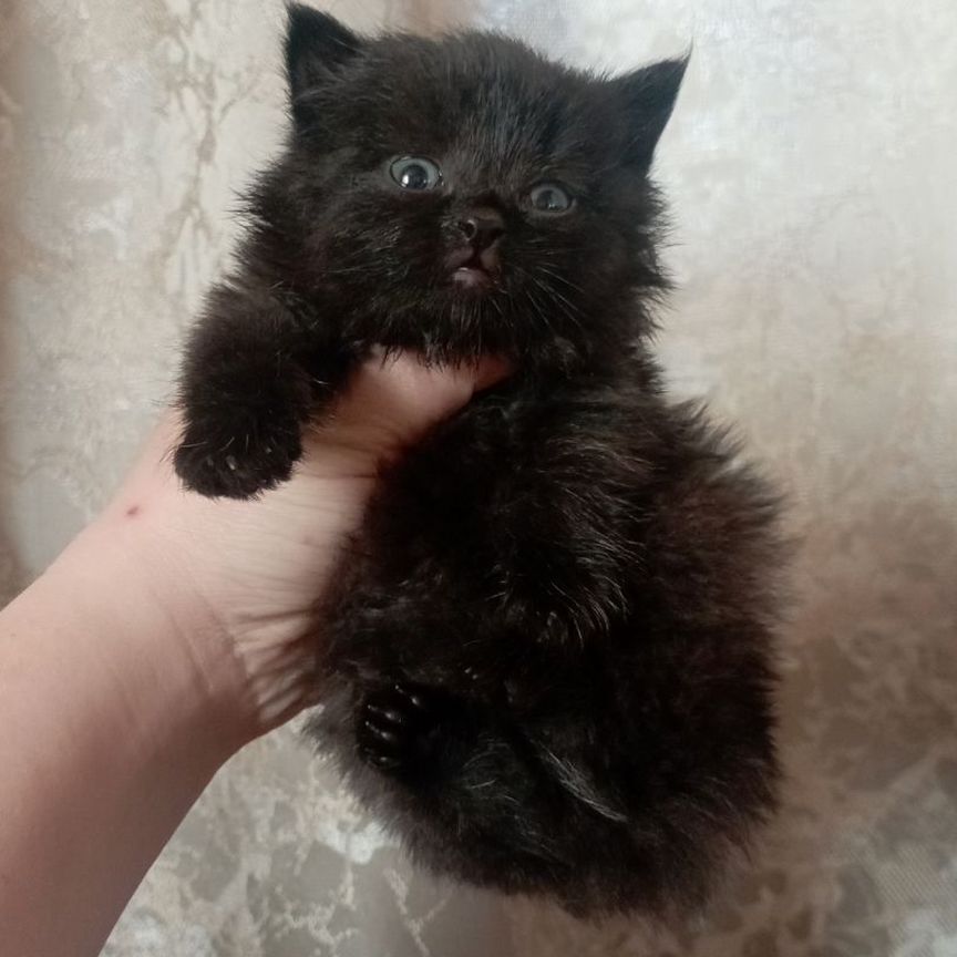 Котëнок-домовëнок мальчик длинношерстный