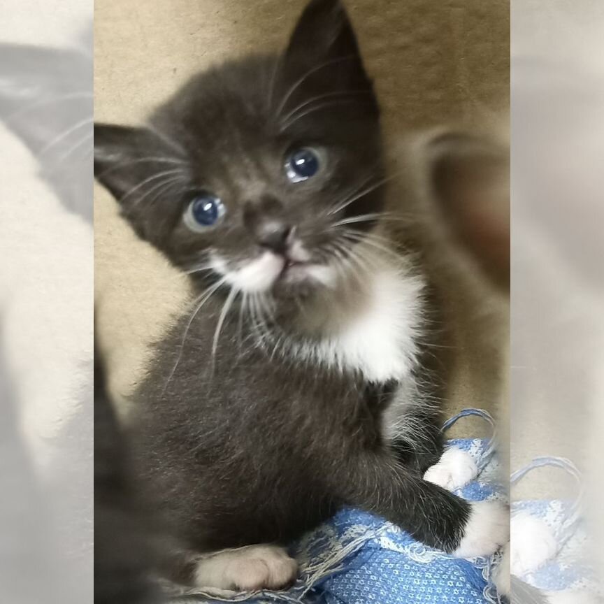 Котёнок в добрые руки