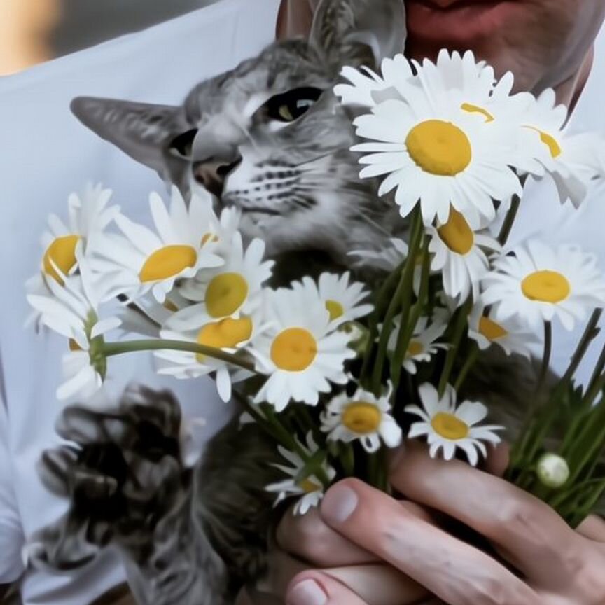 Ориентальный кот, взрослый