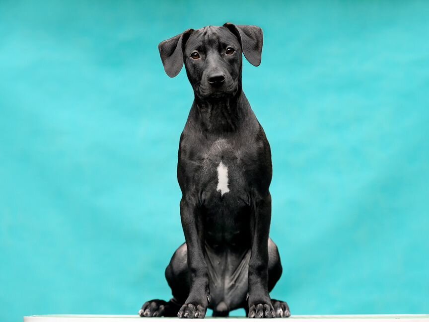 Питбуль щенки