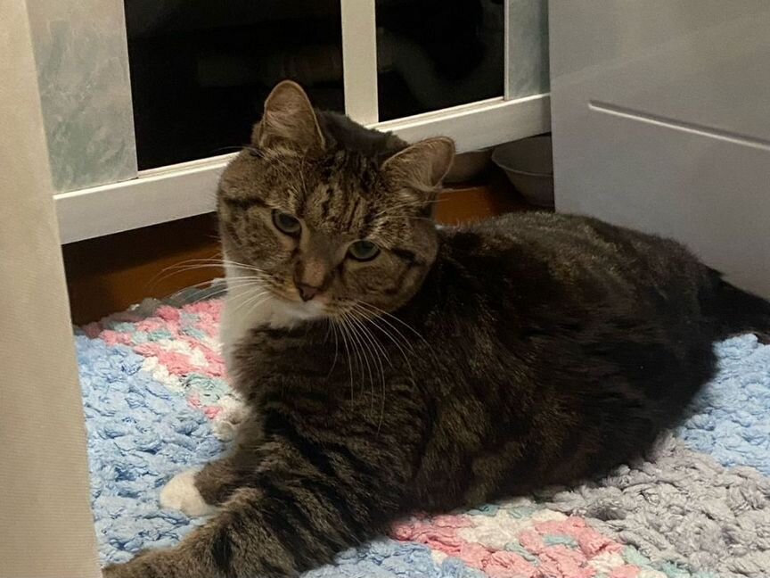 Кошка Муся ищет новых хозяев