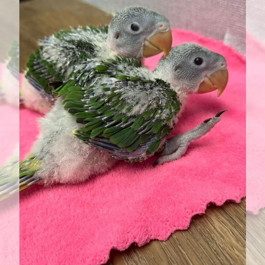 Александрийский попугай ручной выкормыш